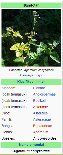 Klasifikasi dan Khasiat Tanaman Bandotan ~ PUKUL 23 BLOG