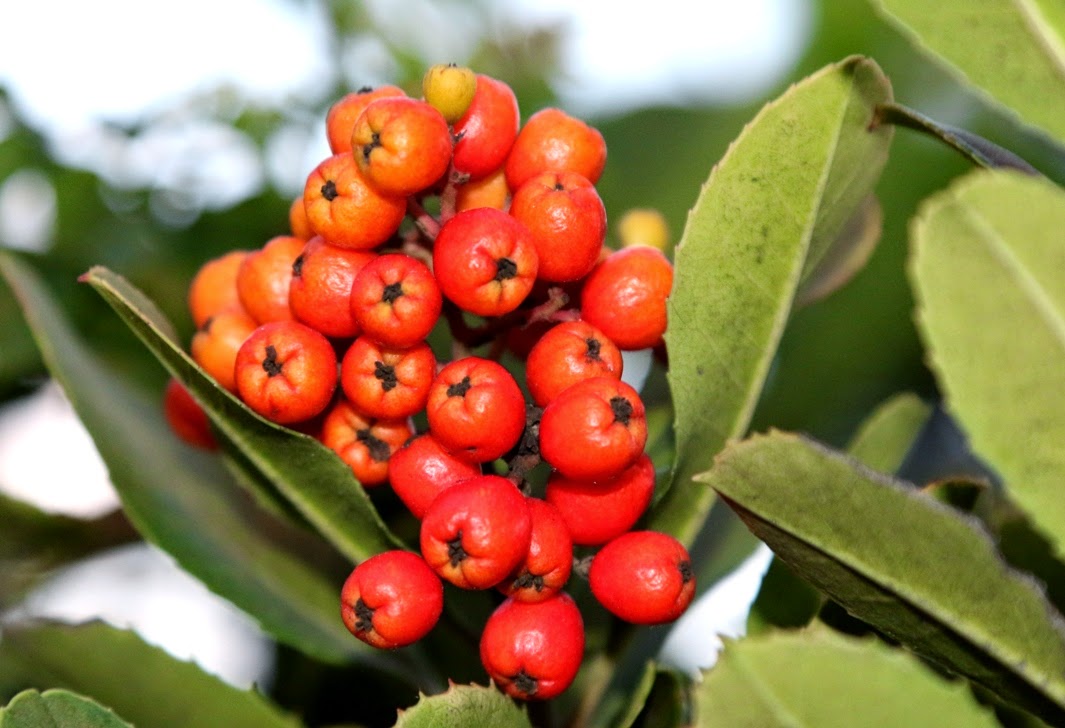 A photo, A thought............: Plant: Toyon...a chaparral keystone ...