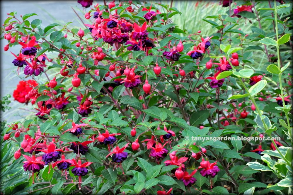 MySecretGarden: Fuchsia In My Zone 8 Garden and The Secret Garden ...