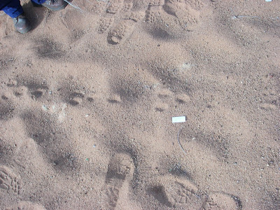 The Twitching Diaries: Bilby Blog