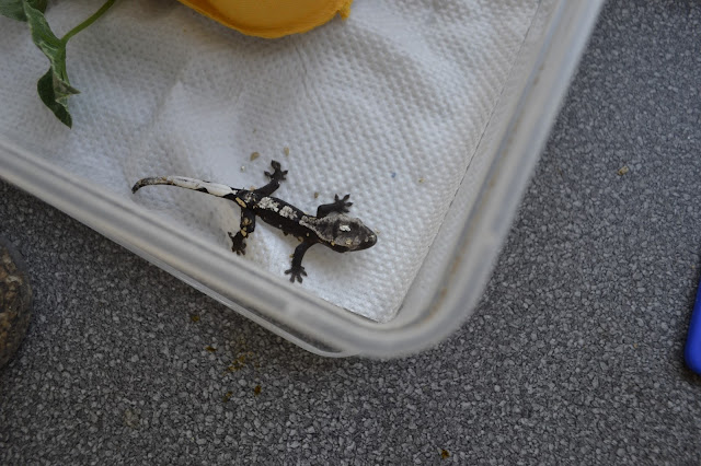 Crested Geckos Blog: First monochrome baby of 2013, proudly introducing ...