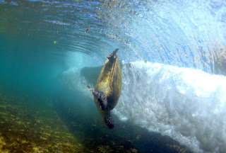 the SERFexperiment: T is for Turtle