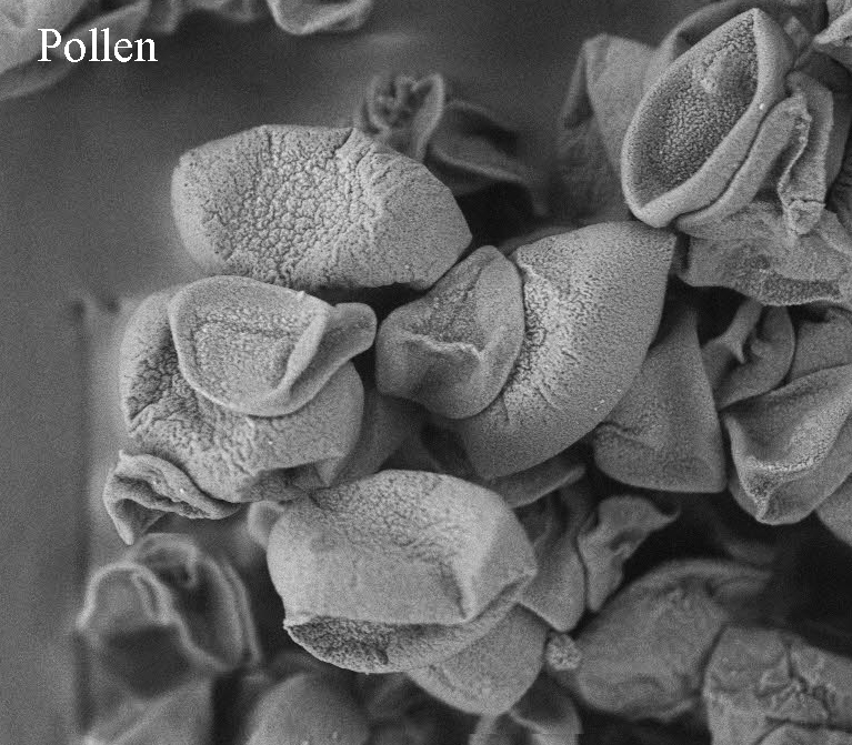 Scanning Electron Microscope Blog: February 2016
