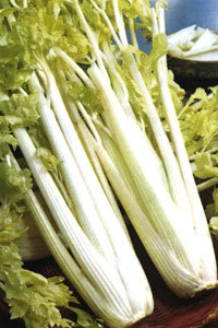 Cultivo de Apio: Variedades