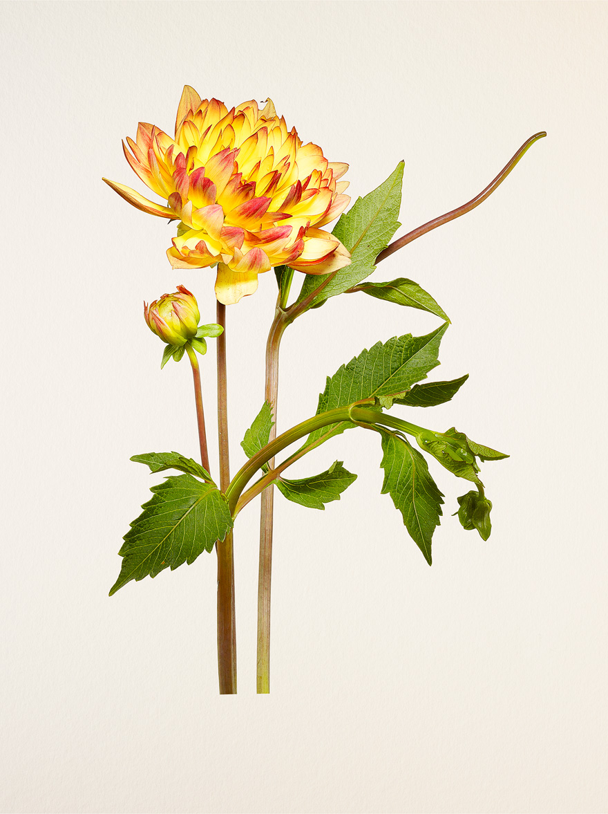 jennifer cho salaff: Hyper-realistic flowers
