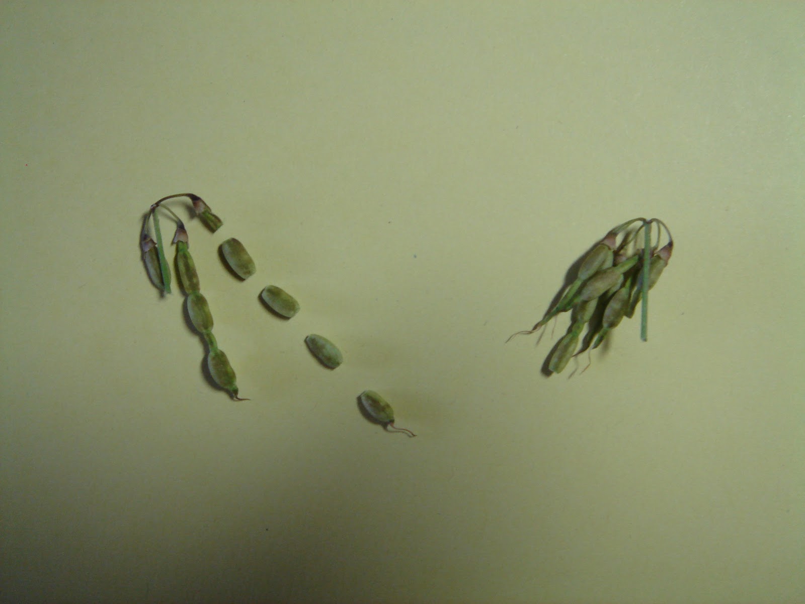 BLOG CLOROFILA: Fruto: Lomento.