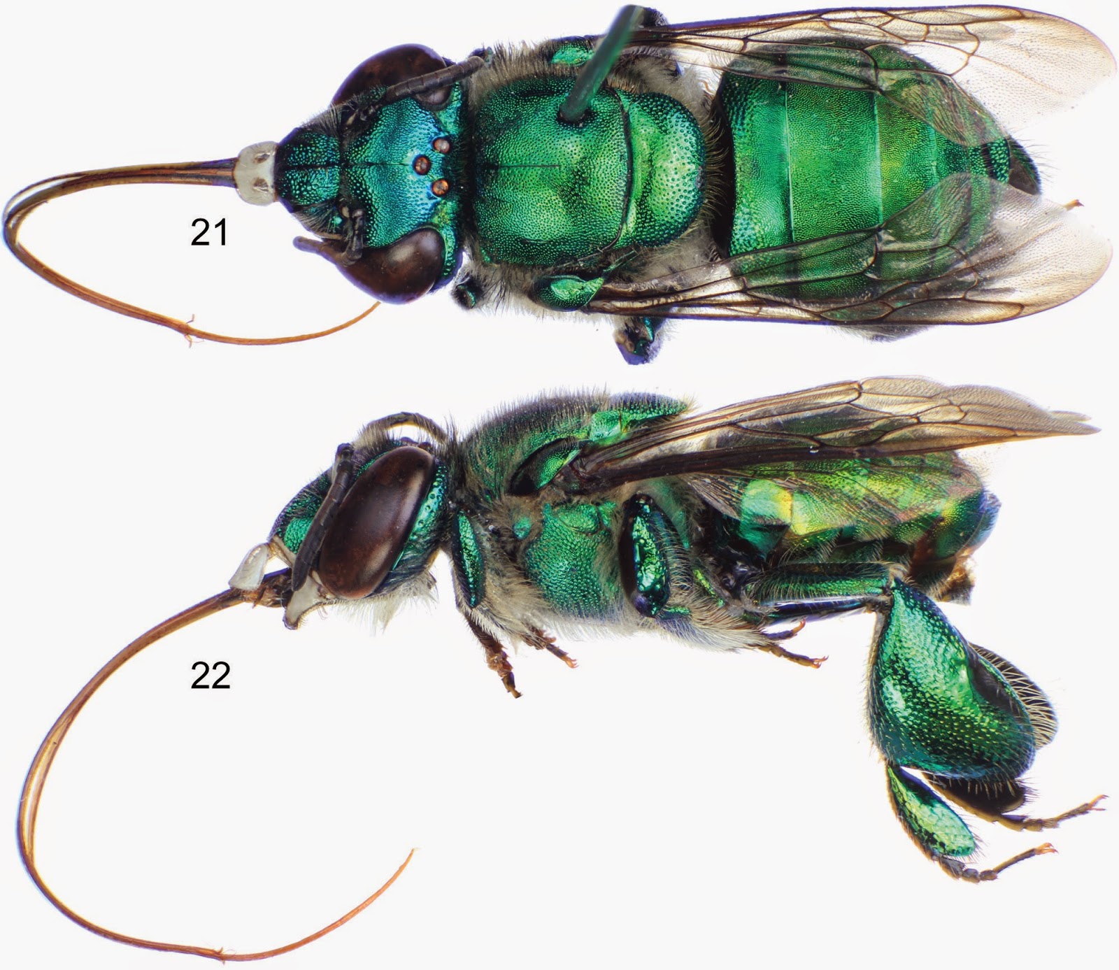 Sciency Thoughts: Two new species of Orchid Bee from Columbia and Brazil.