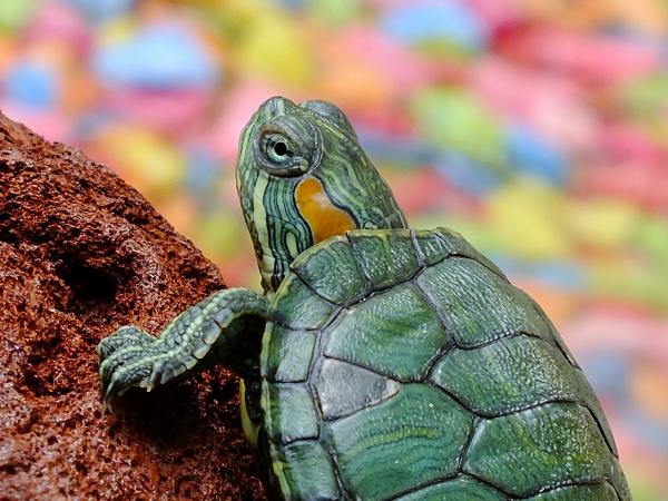 Buscando patitas: ¿Cómo saber el sexo de las tortugas?