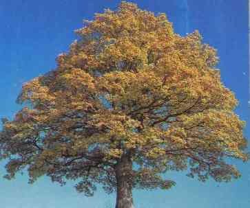 Nuestros Biomas: 3. Flora (Puna)