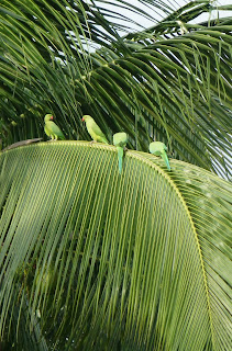 COCONUT 101: TREE OF LIFE