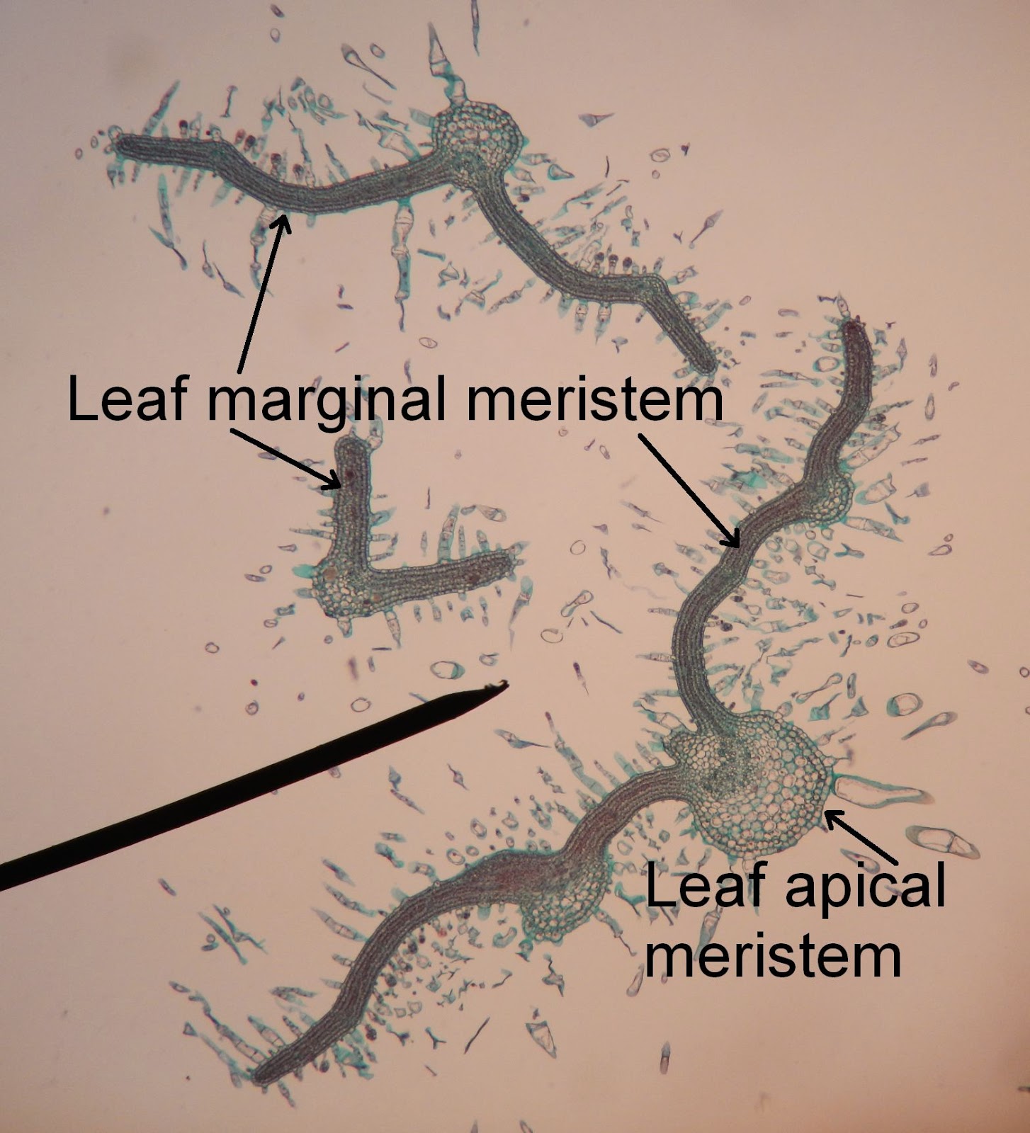 Bio Geo Nerd: Leaf Anatomy