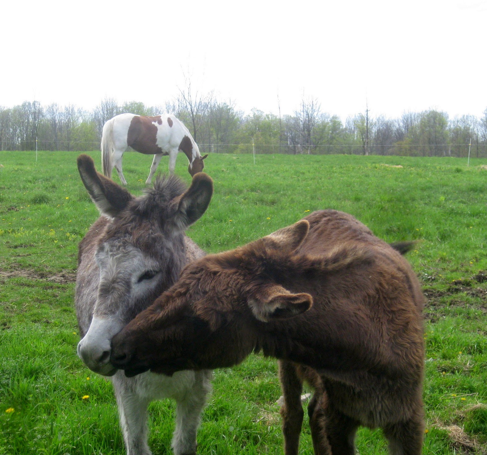 The Dancing Donkey: A Donkey Day