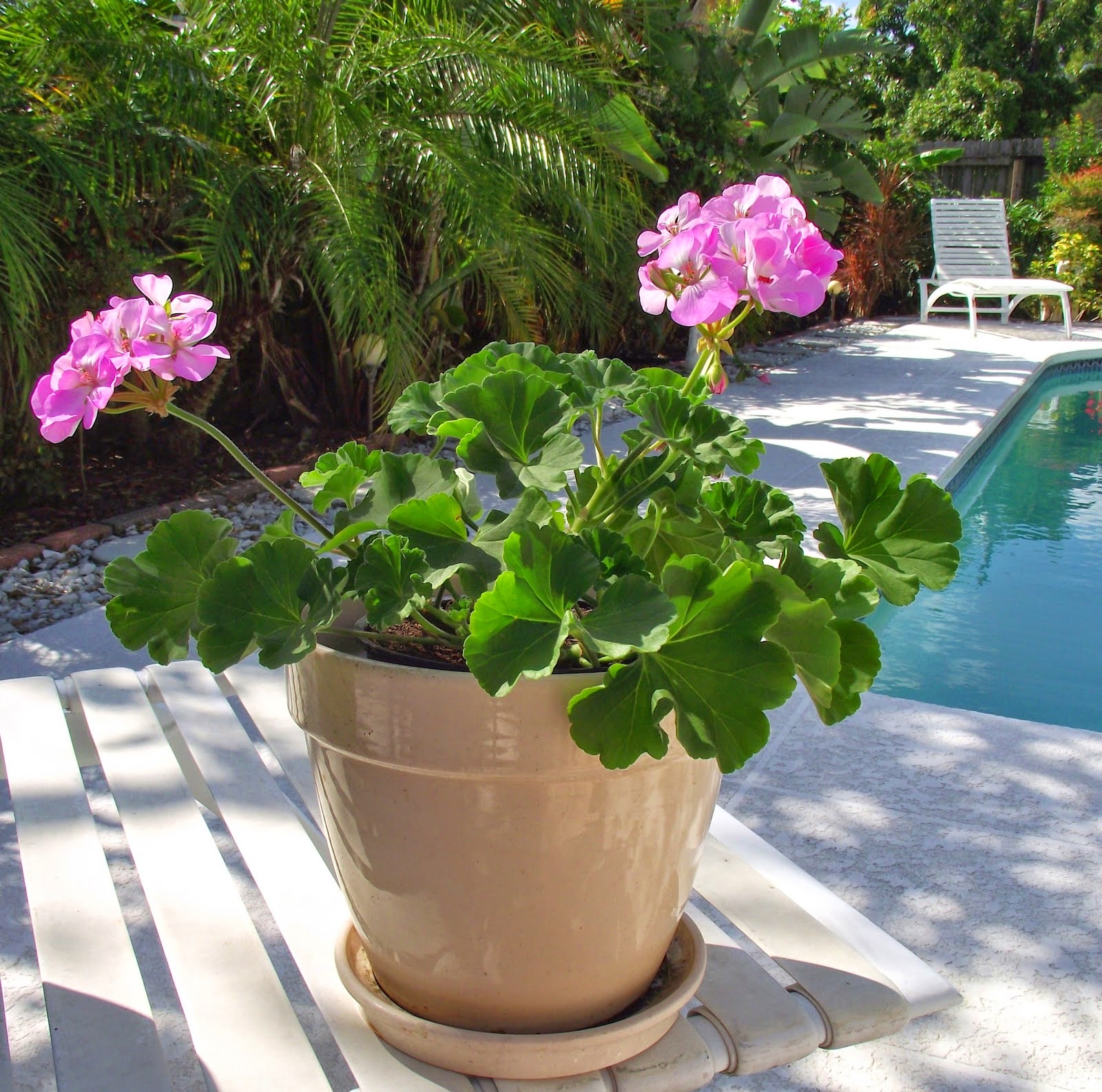 A WHITEWASHED COTTAGE: Pink Geraniums