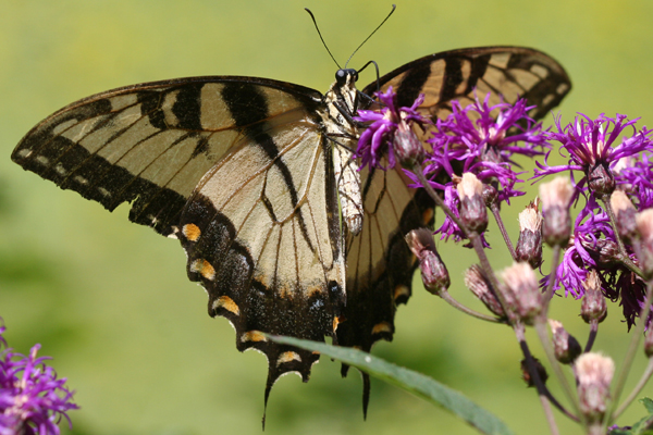 Jamaican Giant Swallowtail Butterfly: Endemic Specie in Jamaica ...