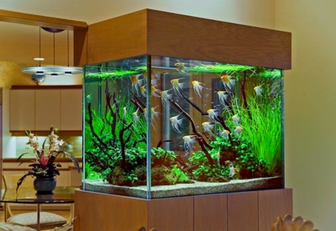 Ornamental fish keeping