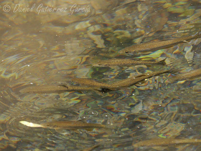 Naturaleza y fotografía: julio 2012