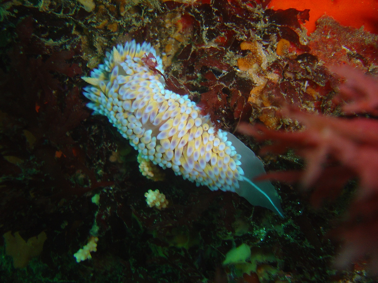 Real Monstrosities: Gasflame Nudibranch