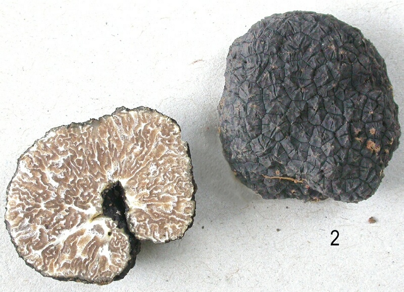 Solier-Truffle: Gödöllő a szarvasgomba fővárosa