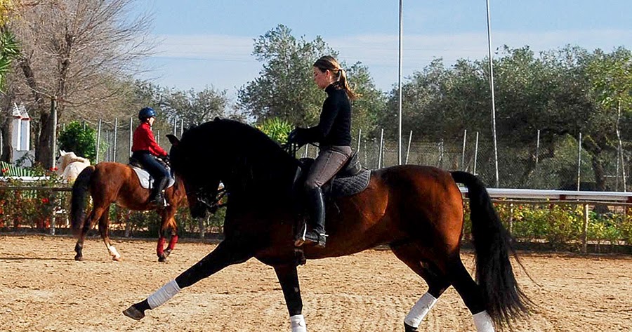 Customers Should Explore The Many Incredible Equestrian Disciplines ...