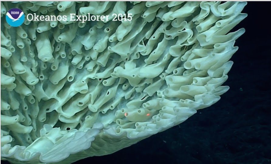 The Echinoblog: Deep-Sea Glass Sponges of the Hawaiian Islands! Okeanos ...