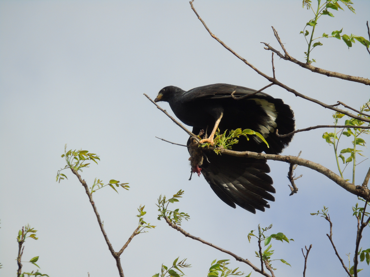 Birds Of Tobago: Common Black Hawk Buteogallus anthracinus Plymouth, Tobago