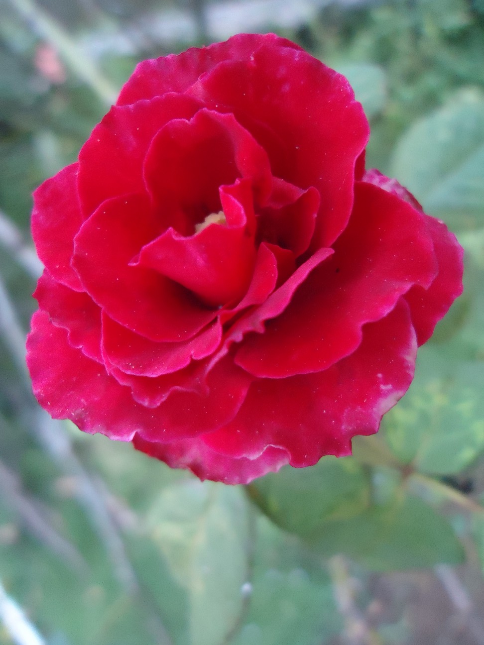 Terpopuler 32+ Daun Mawar