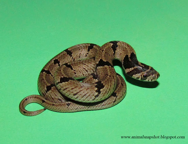 Dangerous of Wild Animals: Common Kukri Snake (Oligodon arnensis)