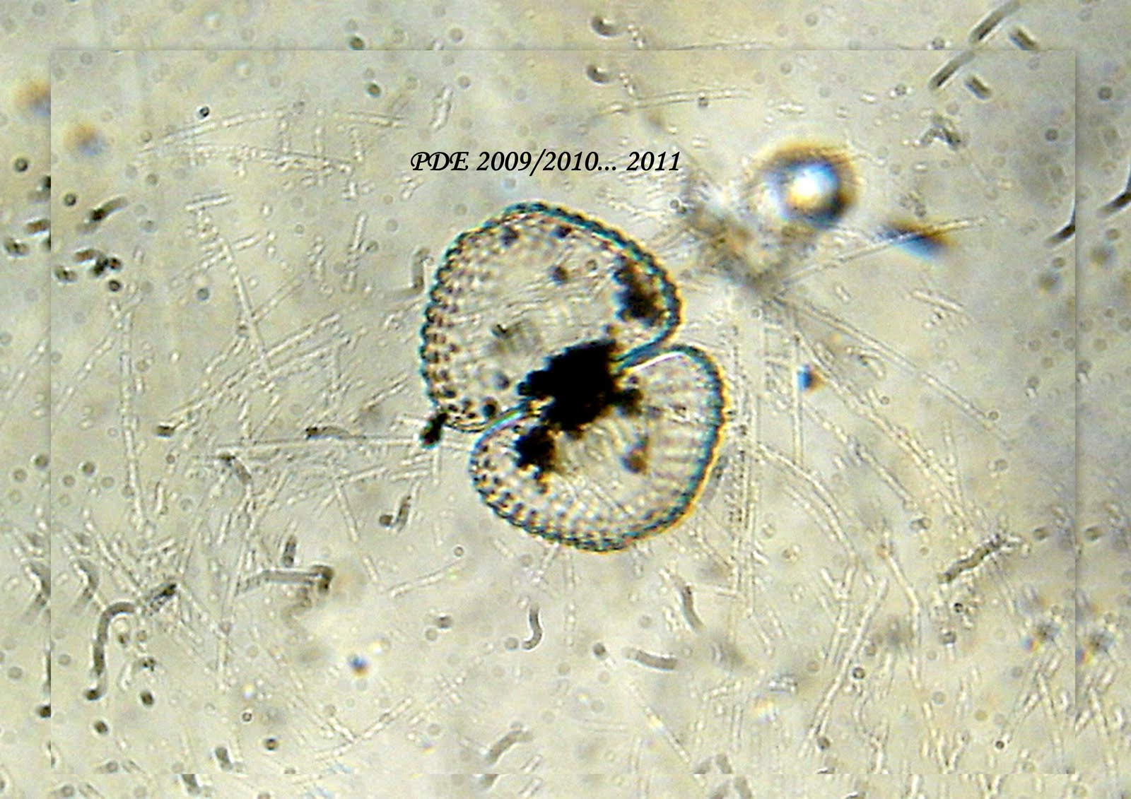 Cultivo de Microalgas em Fotobiorreatores: Microalgas...