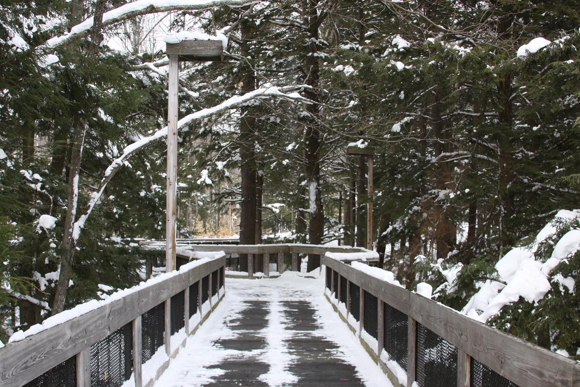 Michigan Exposures: A Visit to Hartwick Pines State Park