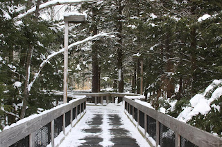 Michigan Exposures: A Visit to Hartwick Pines State Park