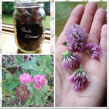 How to use Red Clover herb - Feathers in the woods