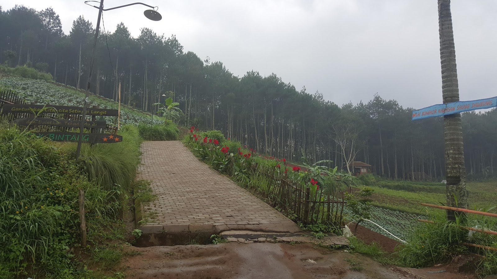 Jalan menuju Caringin Tilu (Cartil) dan Bukit Moko (Puncak Bintang ...