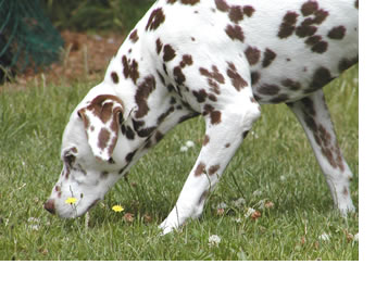 pitchers of dogs - PUPPIEz