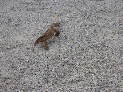 My FIFO (Fly-in Fly-out) Life: Port Hedland and Redmont Camp