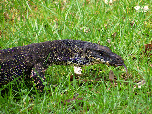 Days on the Claise: Lace Monitor