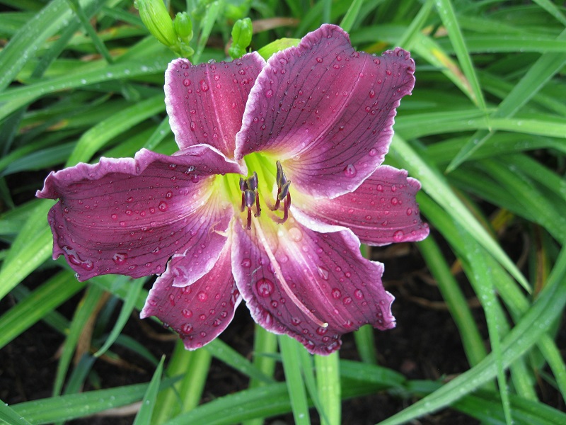 Plants and Stones: Lazarus Lilies