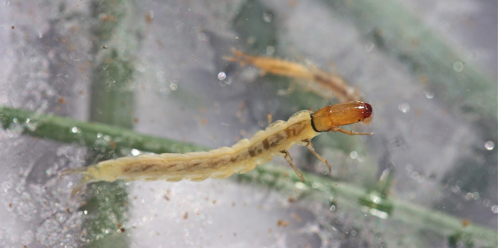 Aquatic Insects of Central Virginia: The First "Isoperla" Perlodid ...