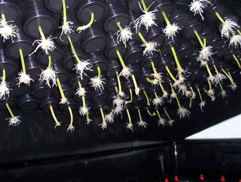 Extreme Gardening Indoors: Clone machines