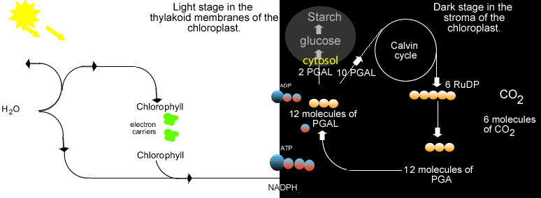 Science Doing: Photosynthesis: new insights