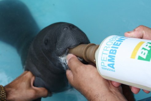 White Wolf : Orphaned Baby Manatee Rescued in the Amazon