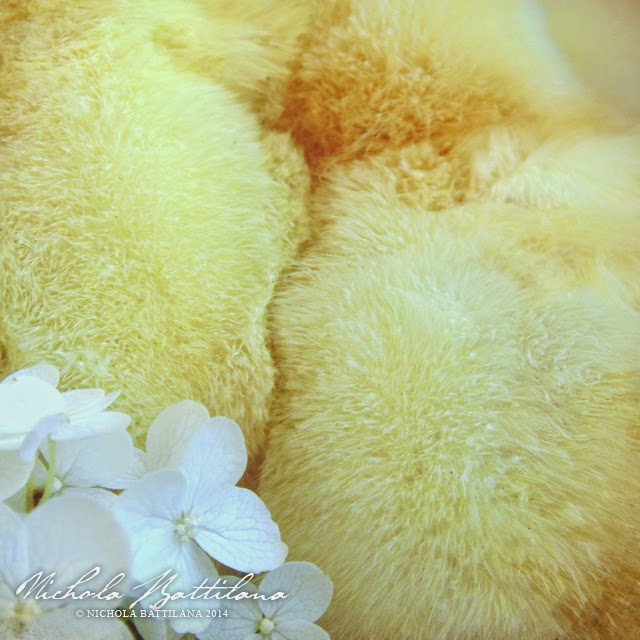 Pixie Hill: Baby chick day