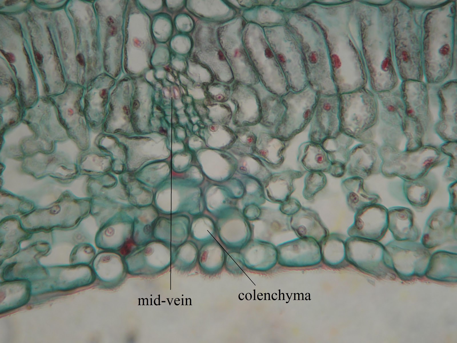UBC Biology 210 Blog: Lab 5 - Leaves and Modifications