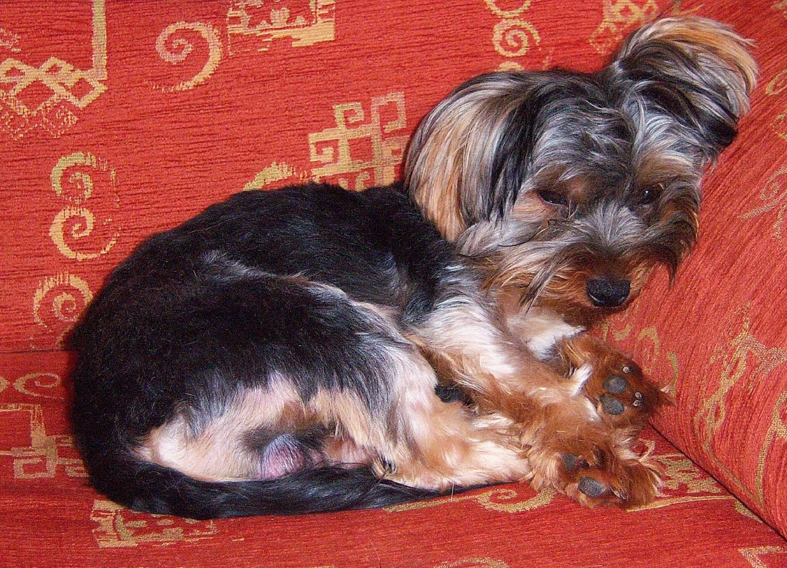 The Diary of a Pregnant Yorkie: The Mating Of The Yorkies....