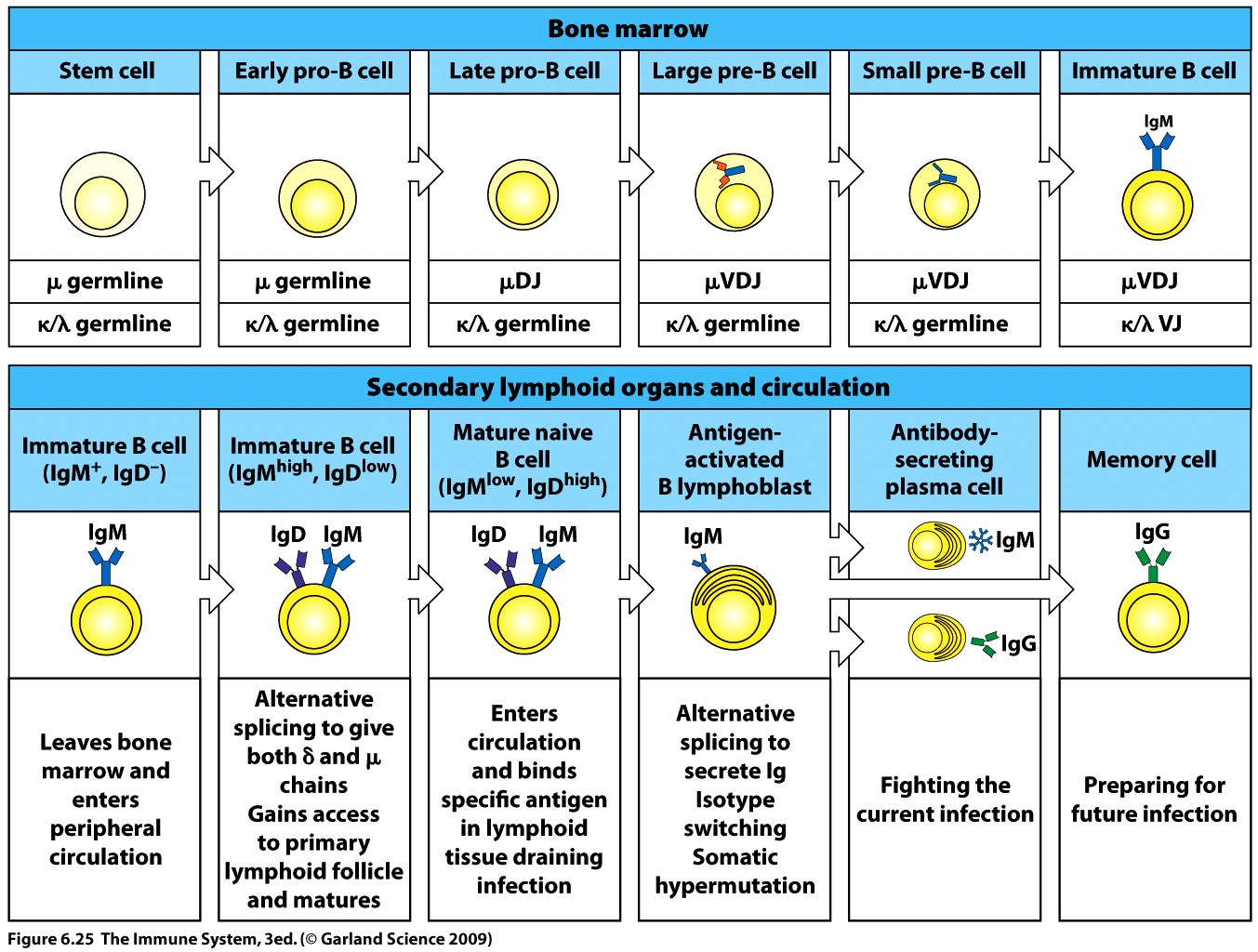 Pathology Cases: LN review