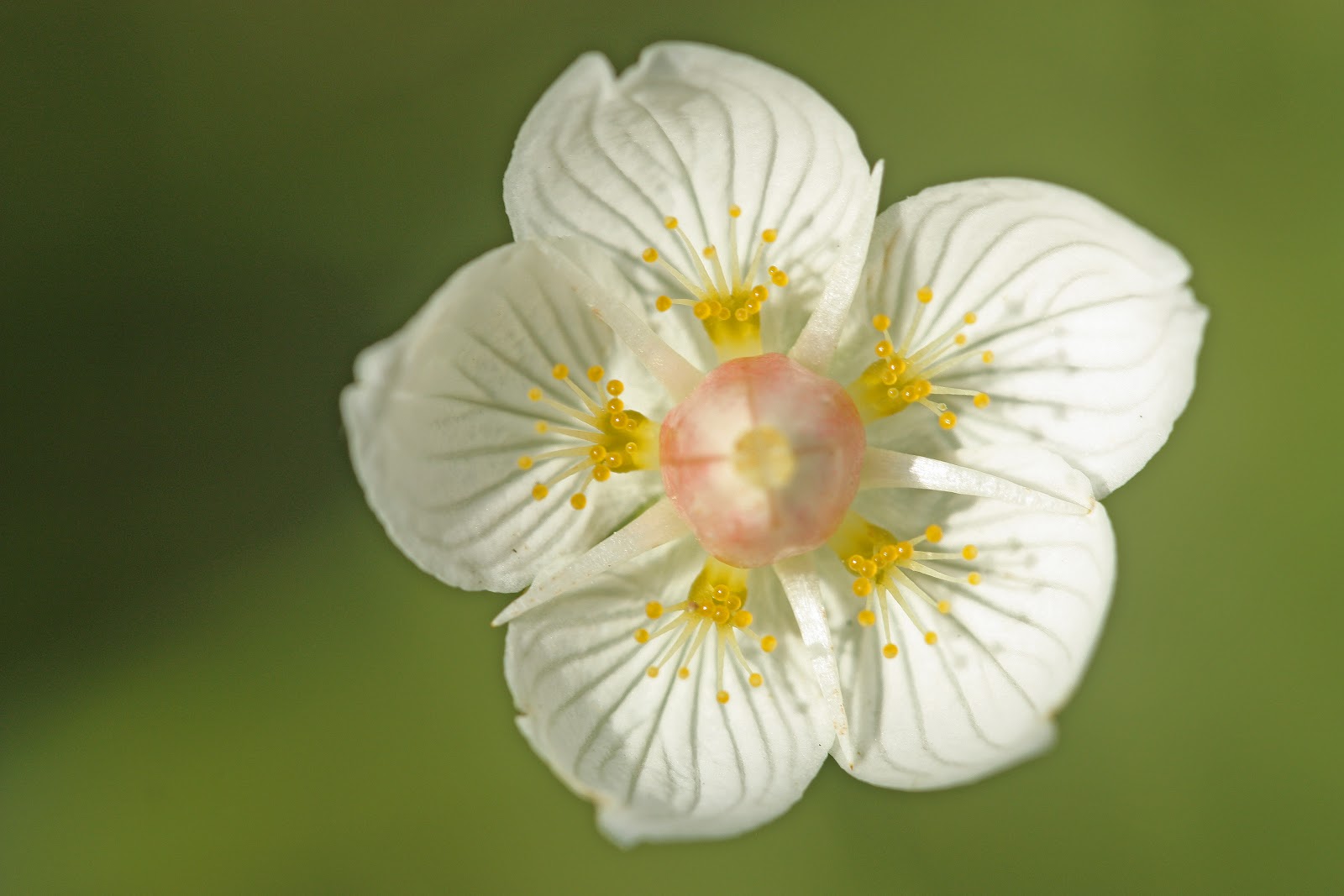 NatuurlijkNatuur: Parnassia palustris.