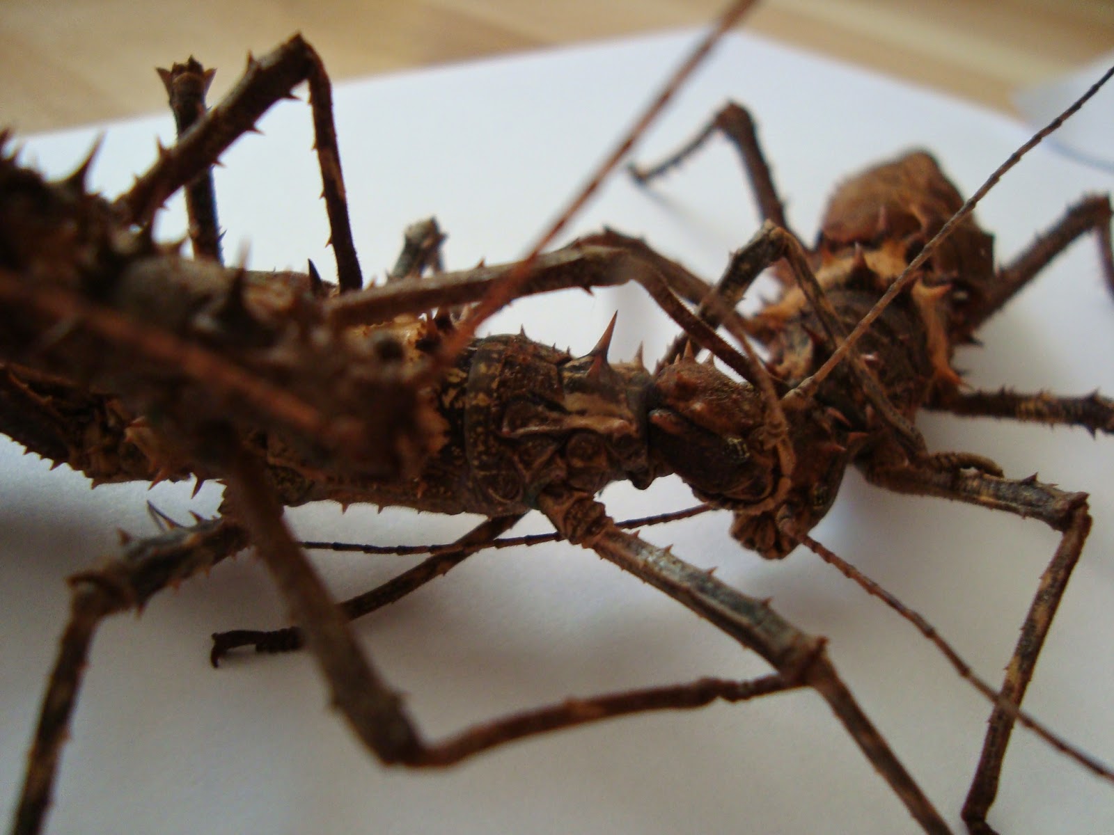 Patyczakowo - świat pełen owadów: Chrząszcze i straszyki - fotki