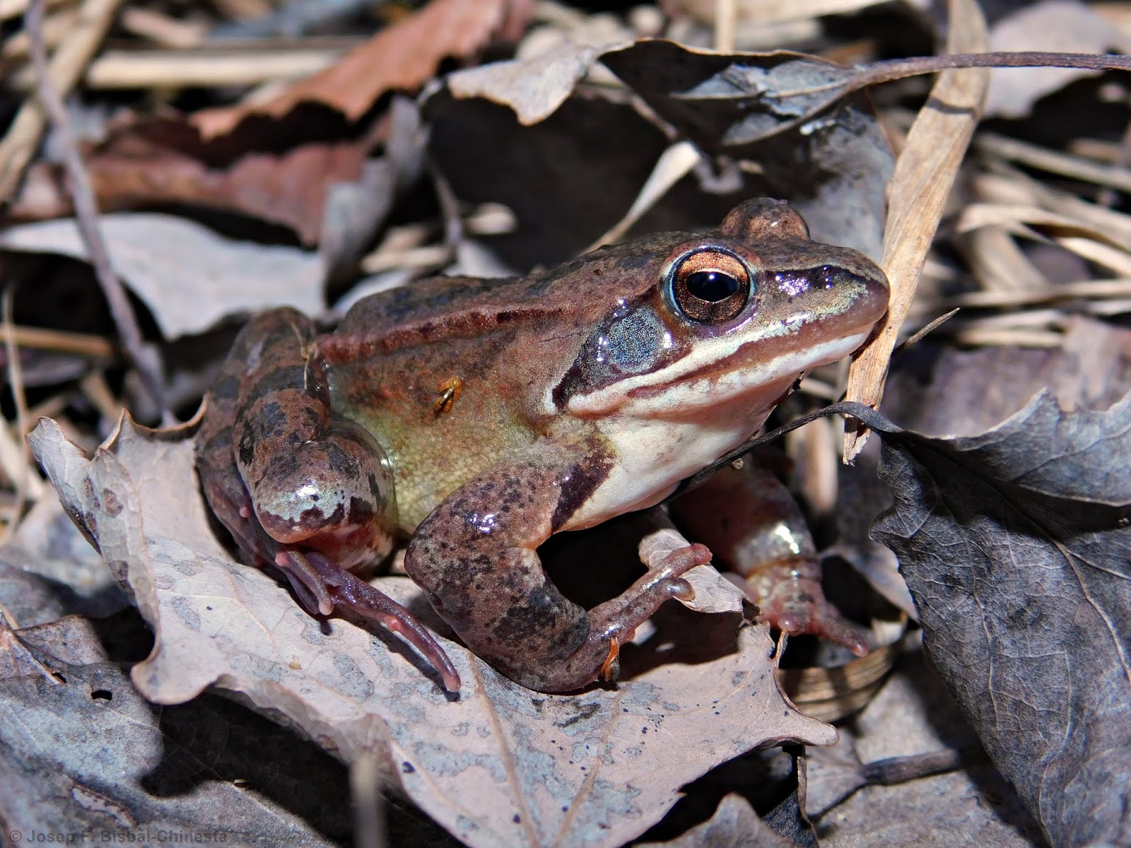 (Paleo-)Herpetología: Rana dalmatina - Rana ágil
