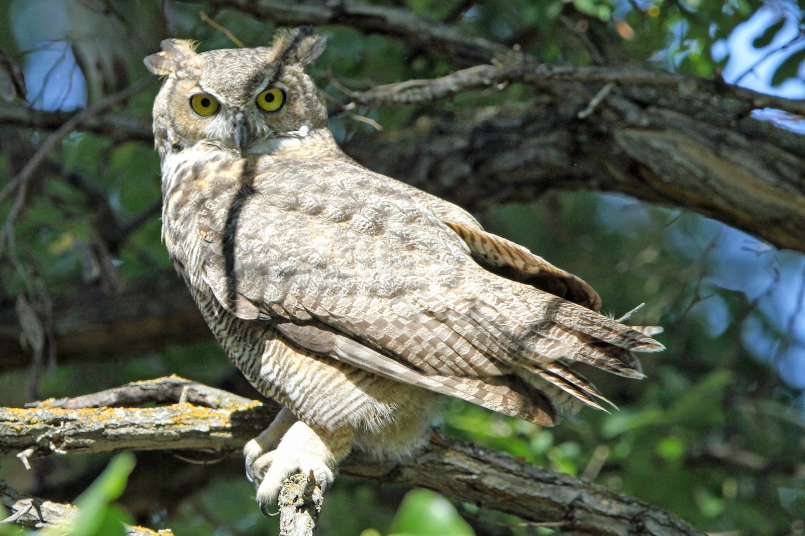 The Green Knee Club: Great Horned Owl, Deschutes State Park, Oregon (24 ...