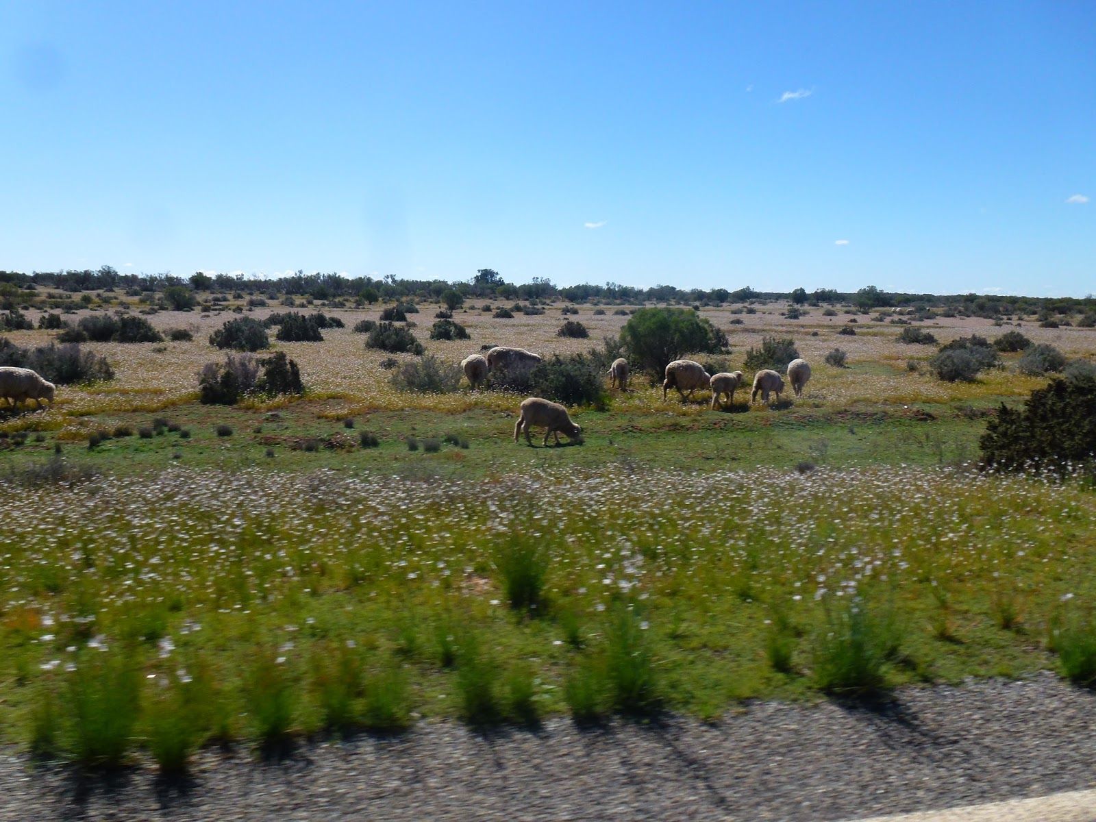 CARAVAN ADVENTURES: Menindee NSW