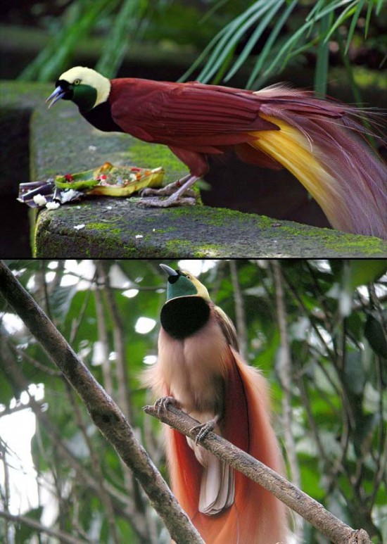 Pasari in lume: Pasărea Paradisului din Bali Pasărea Paradisului este ...